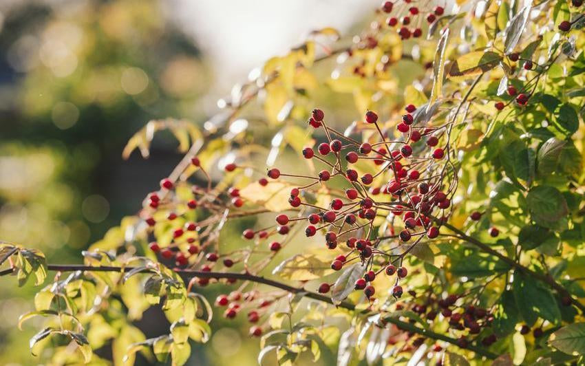 Wild Rose Hips in Winter: The Plants Behind Them | David Austin