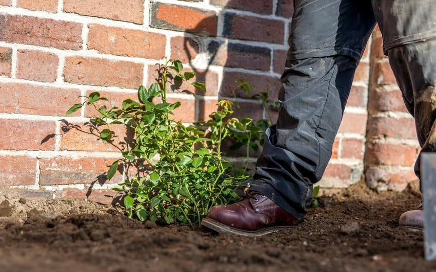Step-by-Step: How To Plant Your Potted Climbing Rose