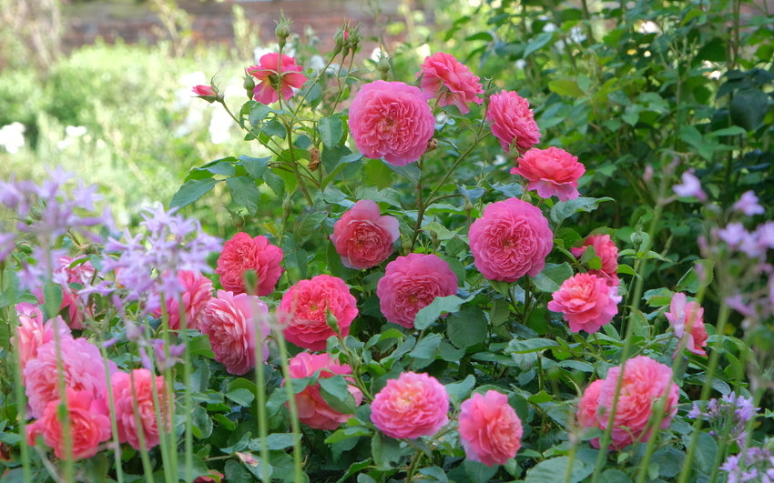 Spotlight on Emma Bridgewater™