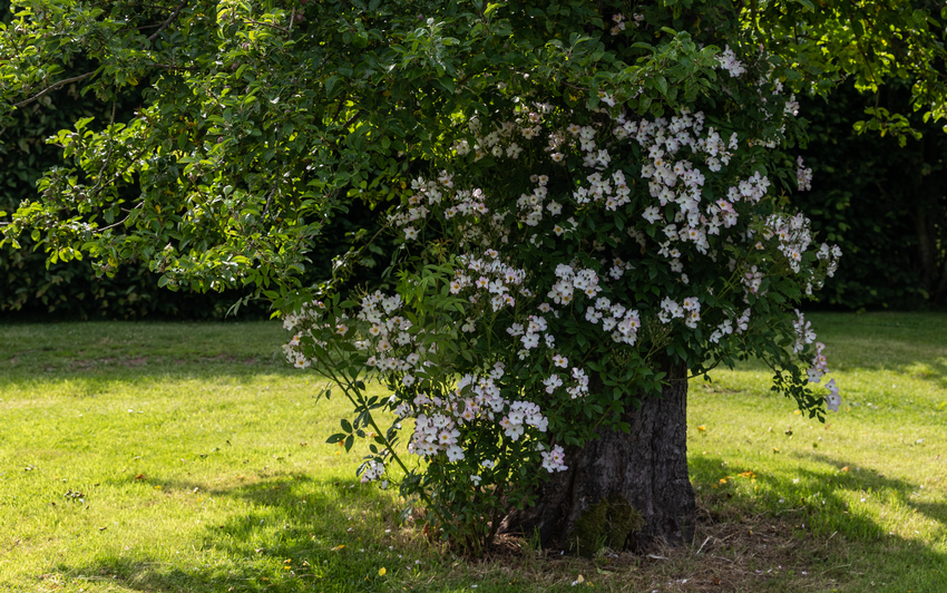 How to Plant Rambling Roses Up Trees | David Austin