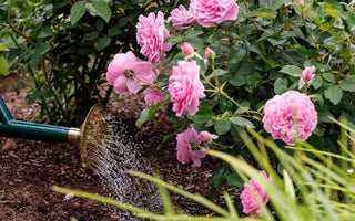 David Austin Roses - Bare root roses, Container roses, English Roses