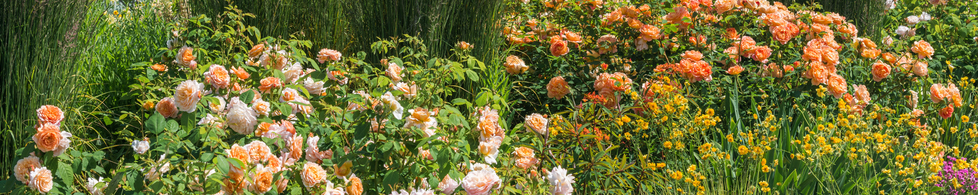 Apricot & Orange Roses