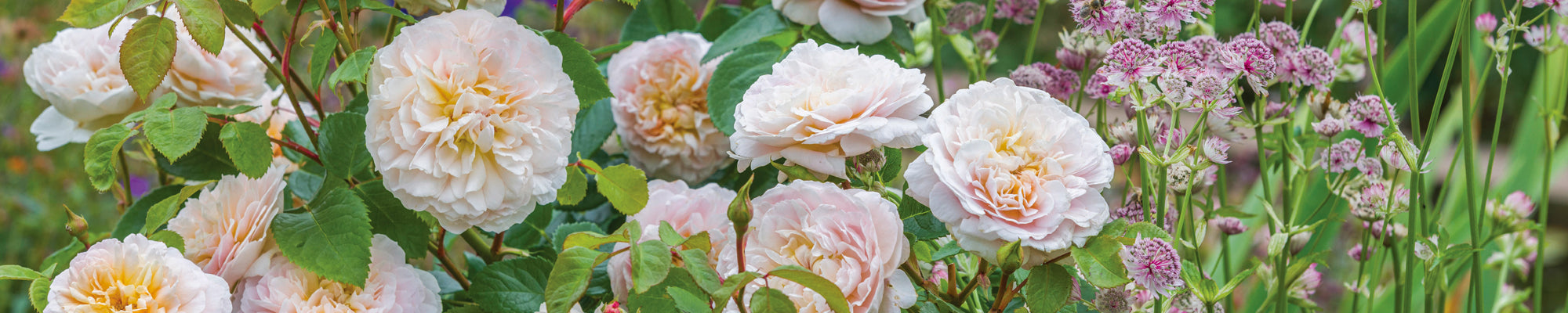 Most Fragrant Roses - David Austin Roses