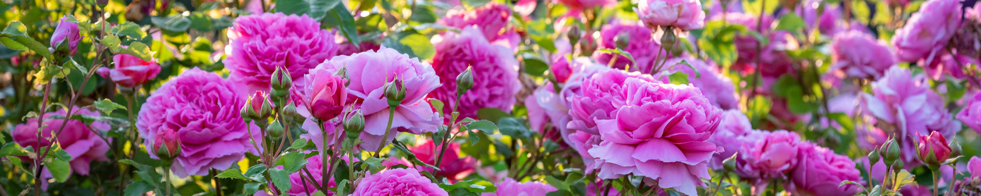 Most Fragrant English Roses - David Austin Roses