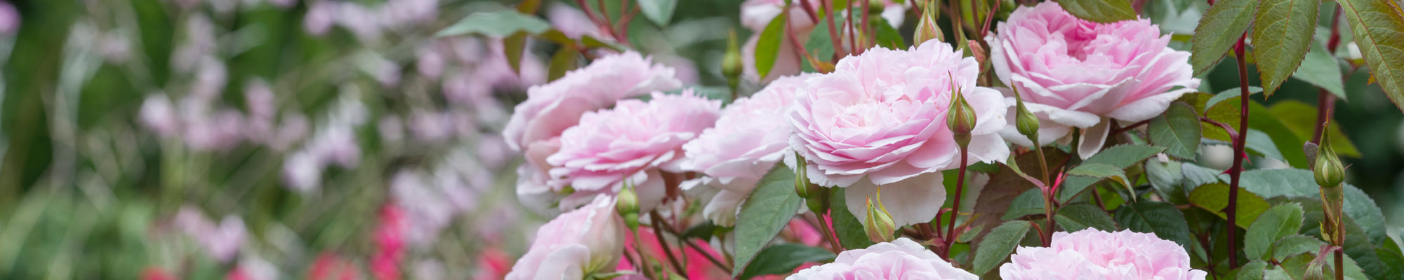 New Rose Varieties - David Austin Roses