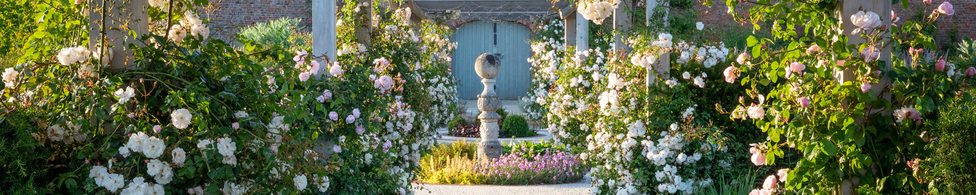 Roses ideal for Pillars & Obelisks - David Austin Roses