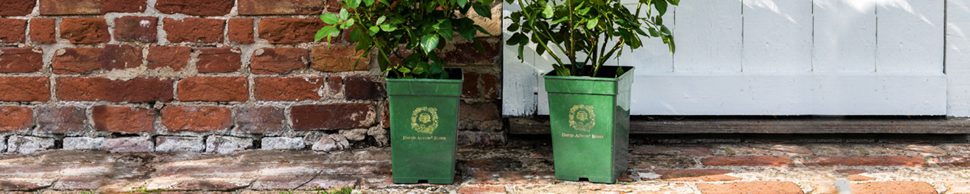 Potted Roses - David Austin Roses