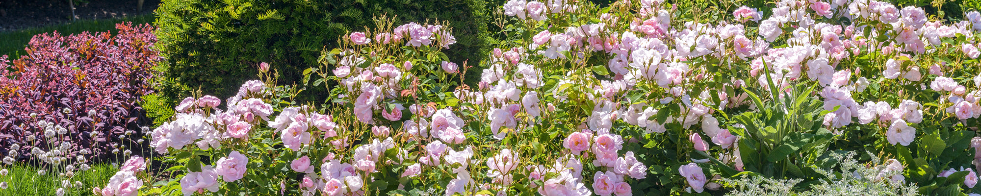 Shrub Roses - David Austin Roses
