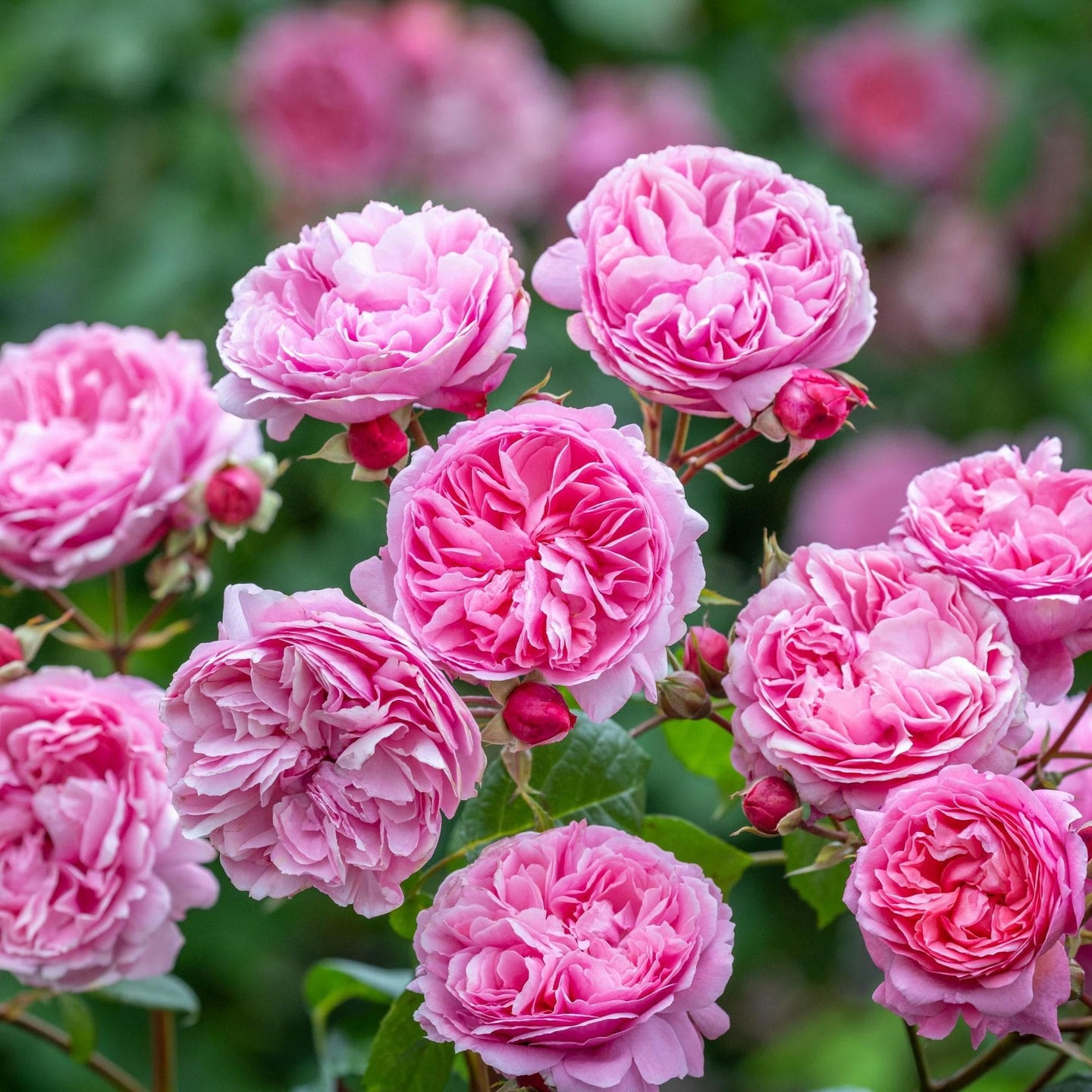 Most Fragrant Roses - David Austin Roses