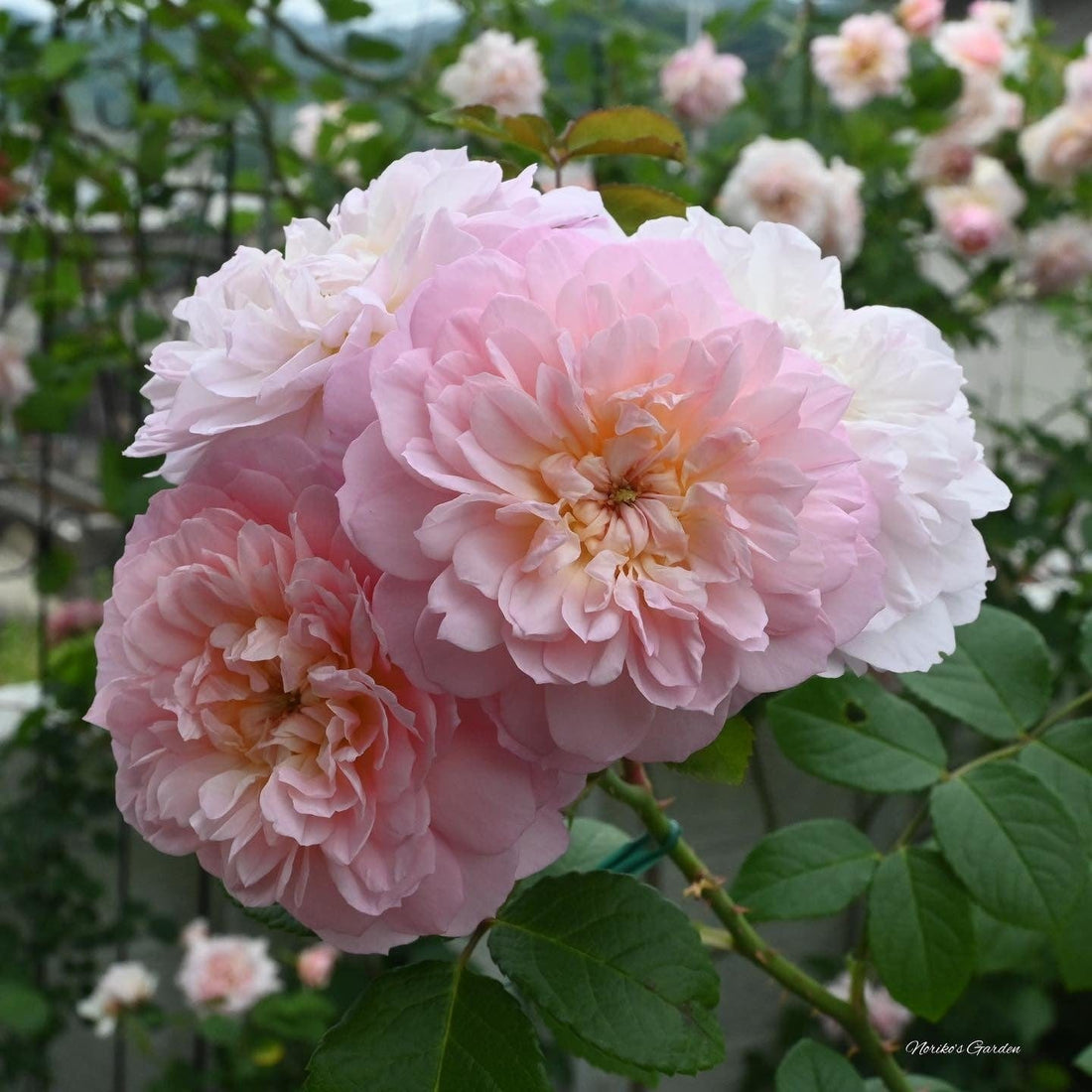 Most Fragrant Roses - David Austin Roses