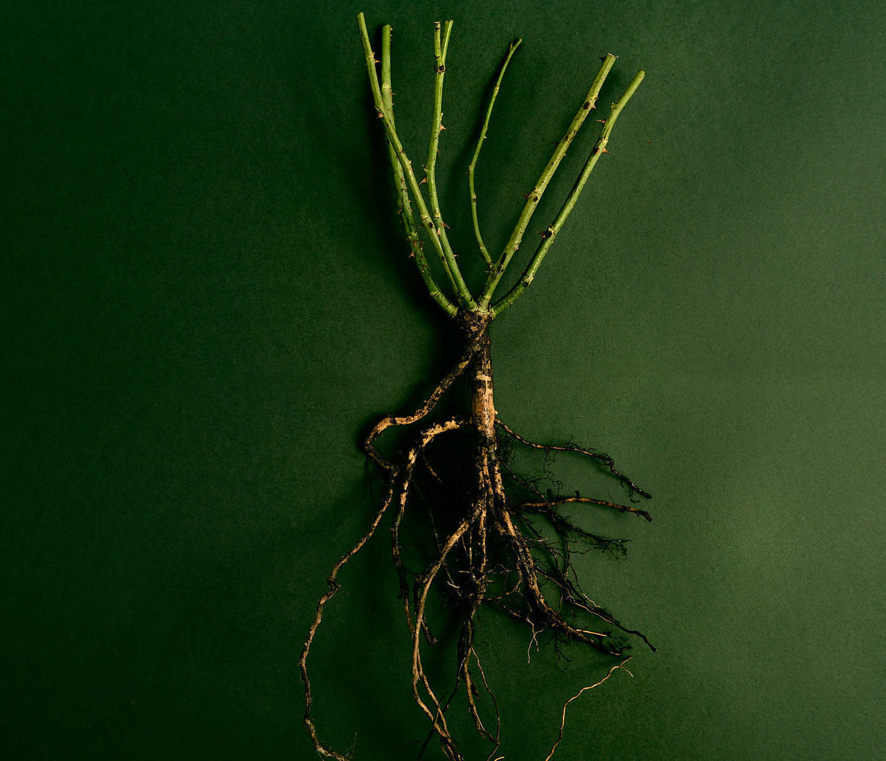 The Anatomy of a Bare Root Rose | David Austin