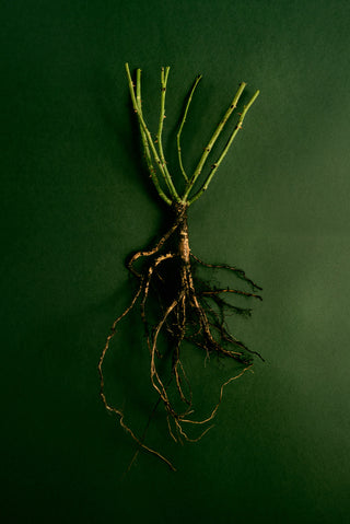 David Austin Roses - Bare root roses, Container roses, English Roses