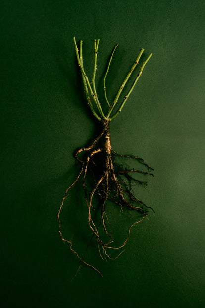 David Austin Roses - Bare root roses, Container roses, English Roses