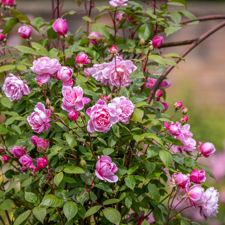 David Austin Roses - Bare root roses, Container roses, English Roses