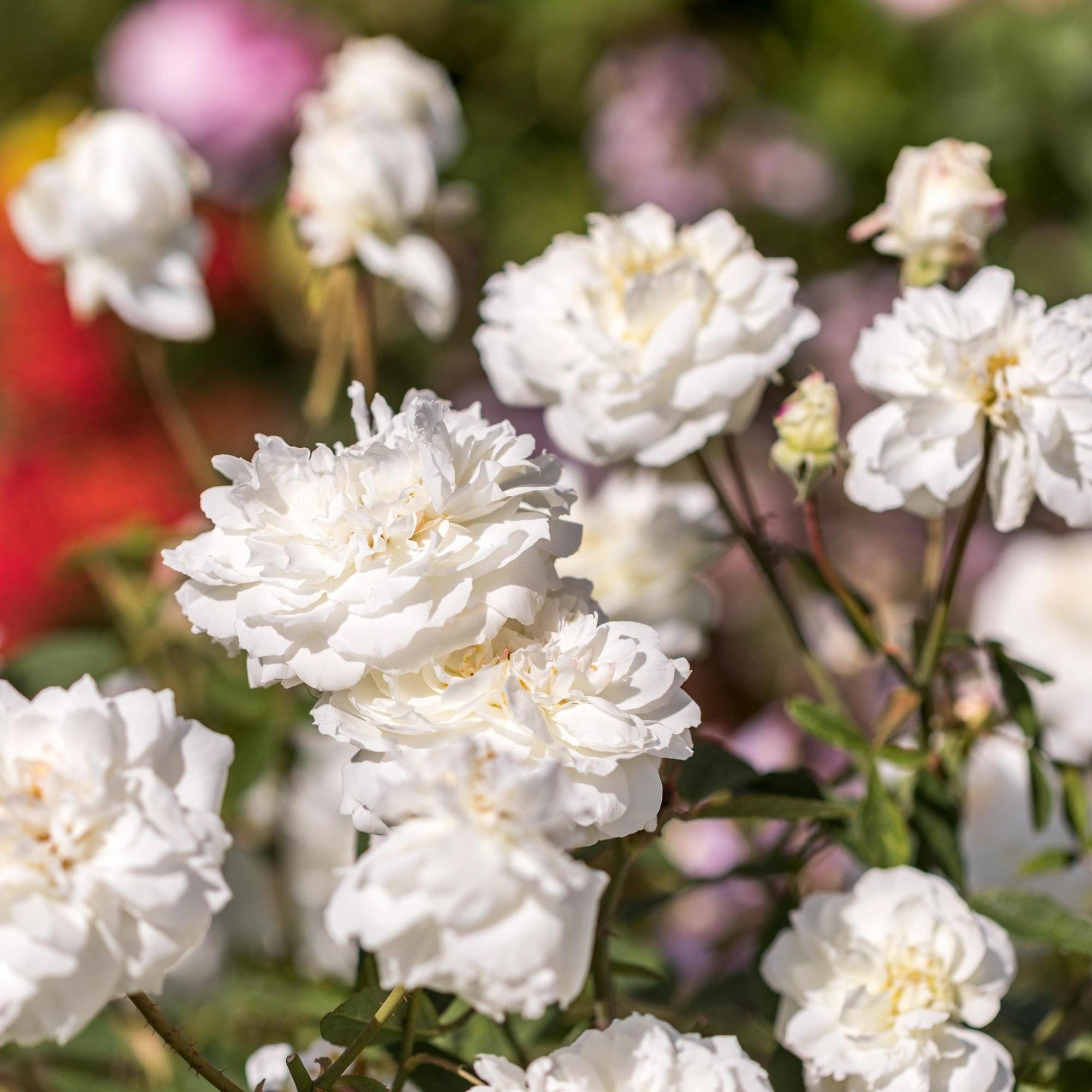 Susan Williams-Ellis | English Shrub Rose | David Austin Roses