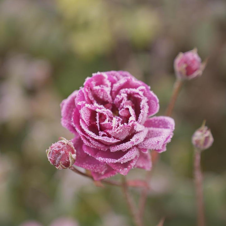 Caring for Roses Through Winter | David Austin