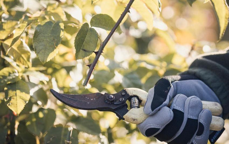 Shaping and Pruning Roses to Flower from Base to Tip | David Austin