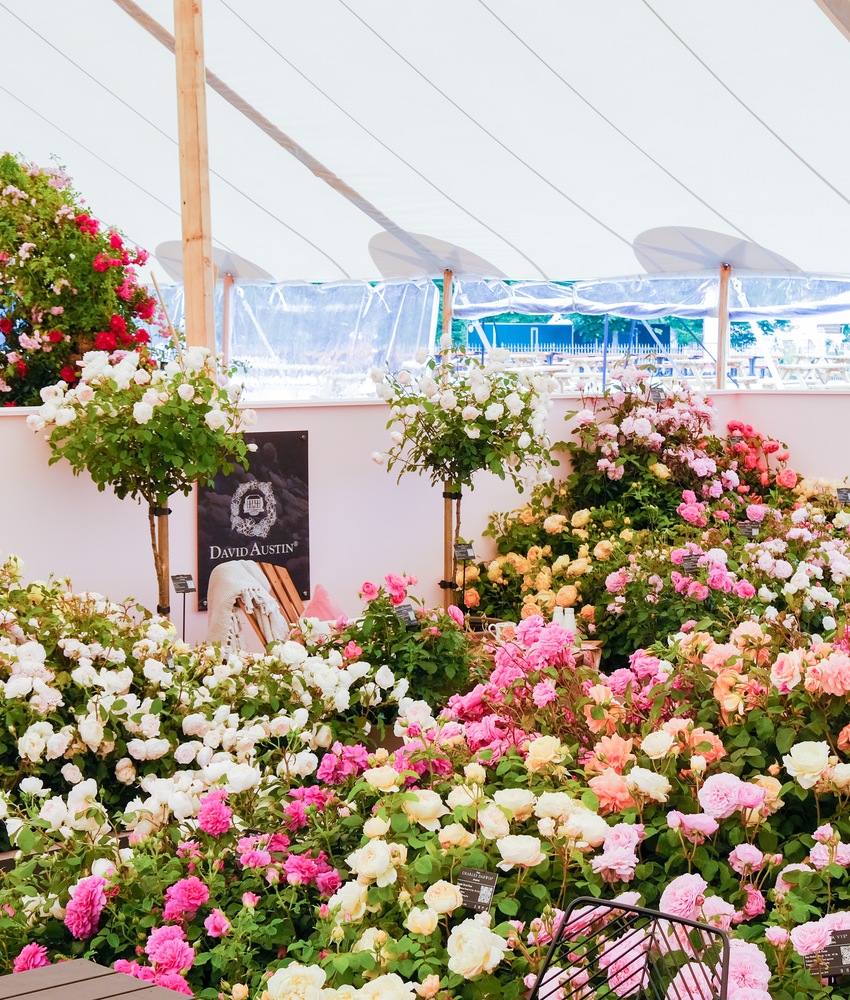 David Austin Roses - Bare root roses, Container roses, English Roses