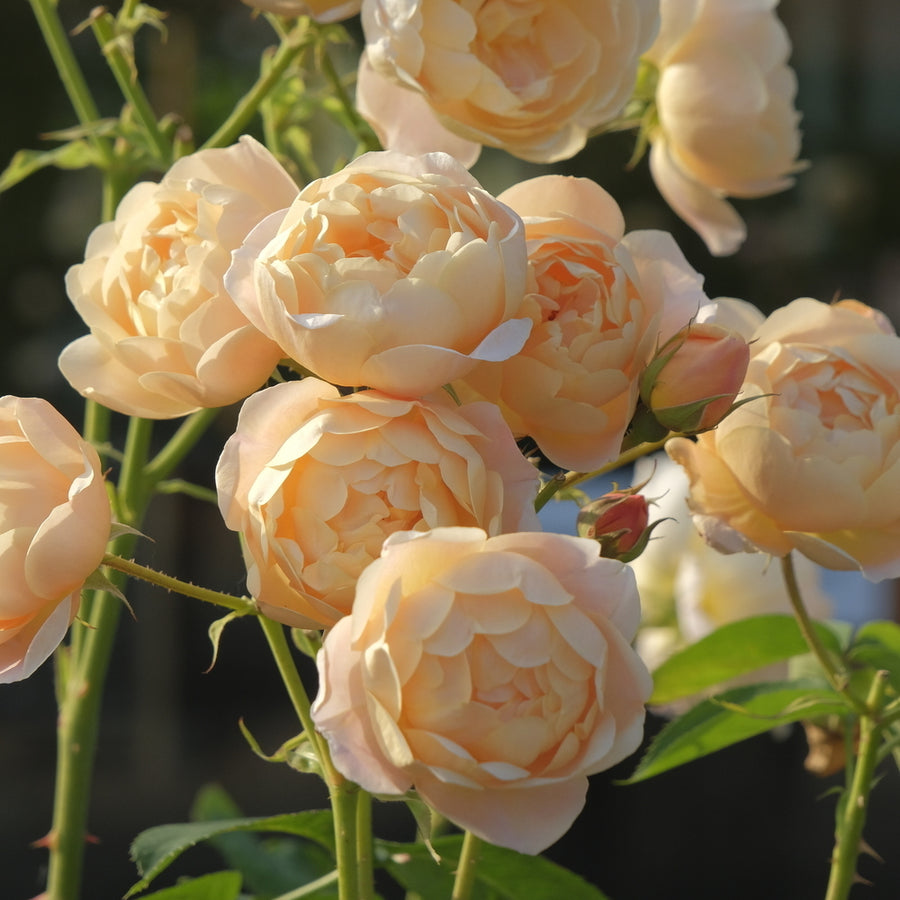 Explore our new rose collections: Perfect for every garden