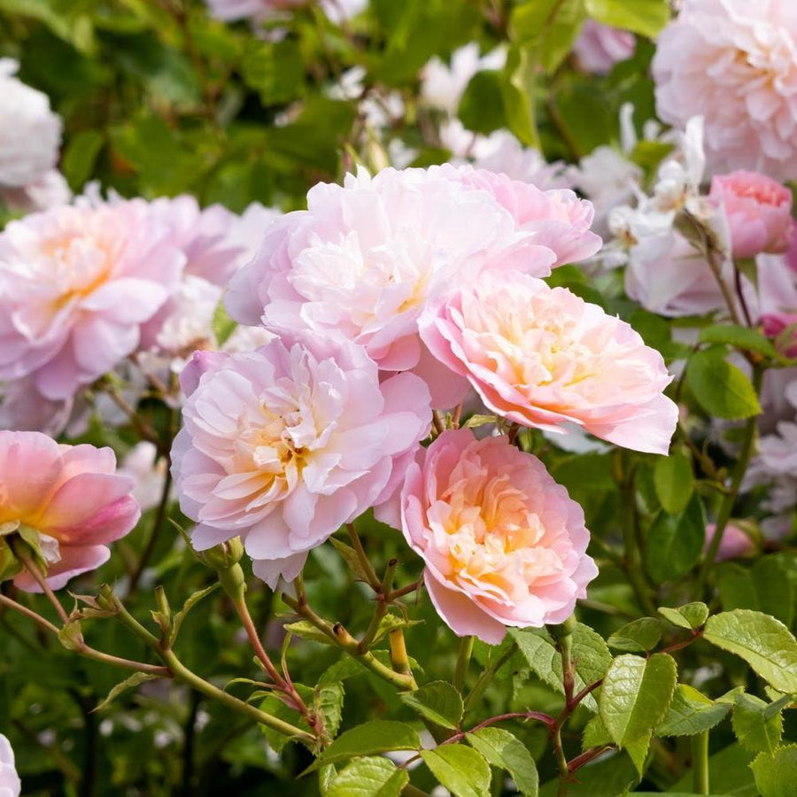 Pruning English Shrub And Climbing Roses For Abundant Blooms