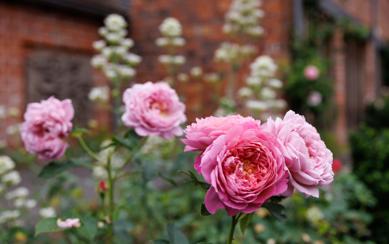 Spotlight on Emma Bridgewater™