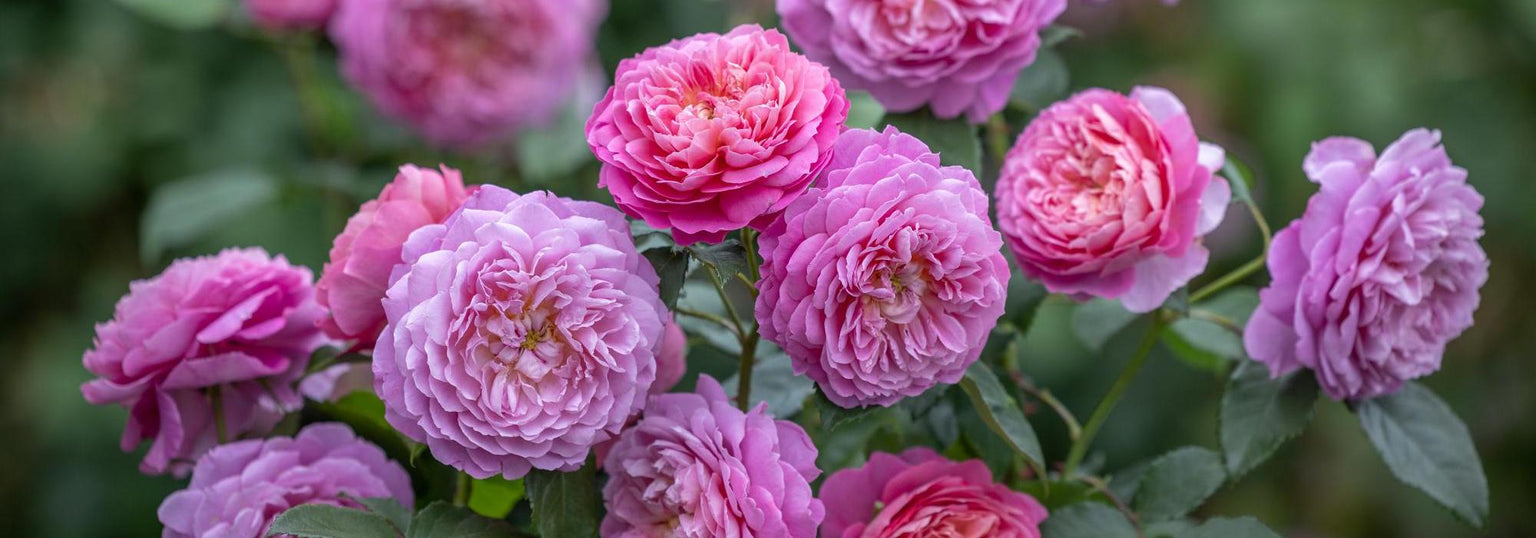 Spotlight on Emma Bridgewater™