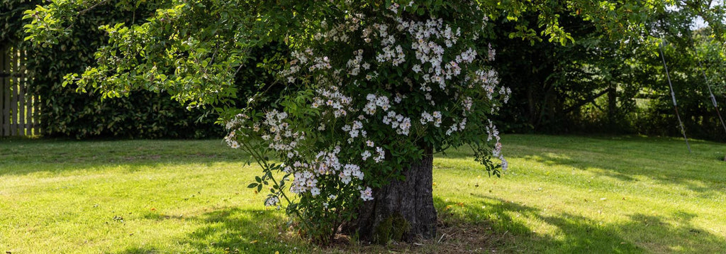 How to Plant Rambling Roses Up Trees | David Austin