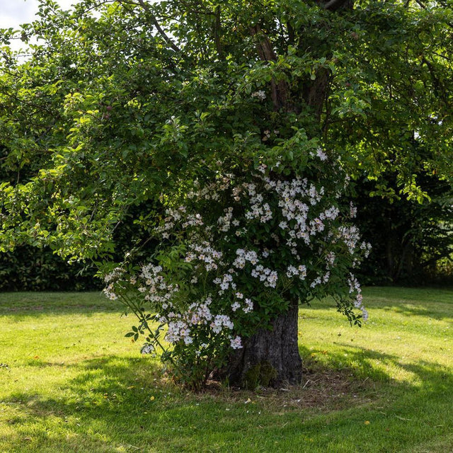 How to Plant Rambling Roses Up Trees | David Austin