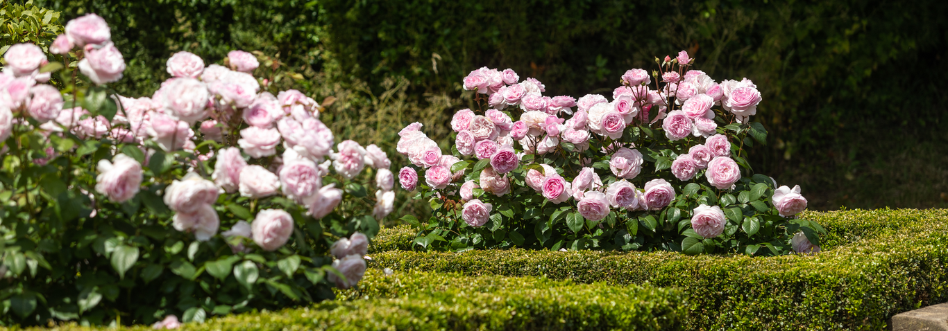 Why grow English roses?