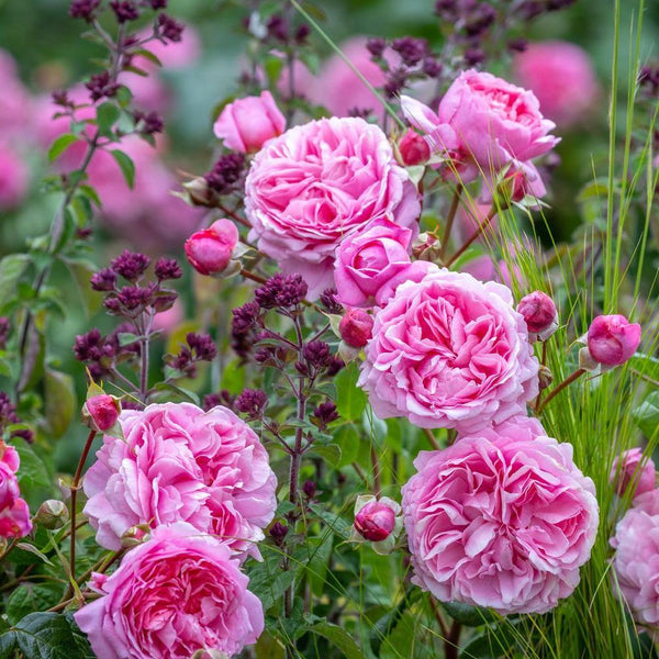 The English Roses That Came Before: A Look Back as Chelsea Draws Near