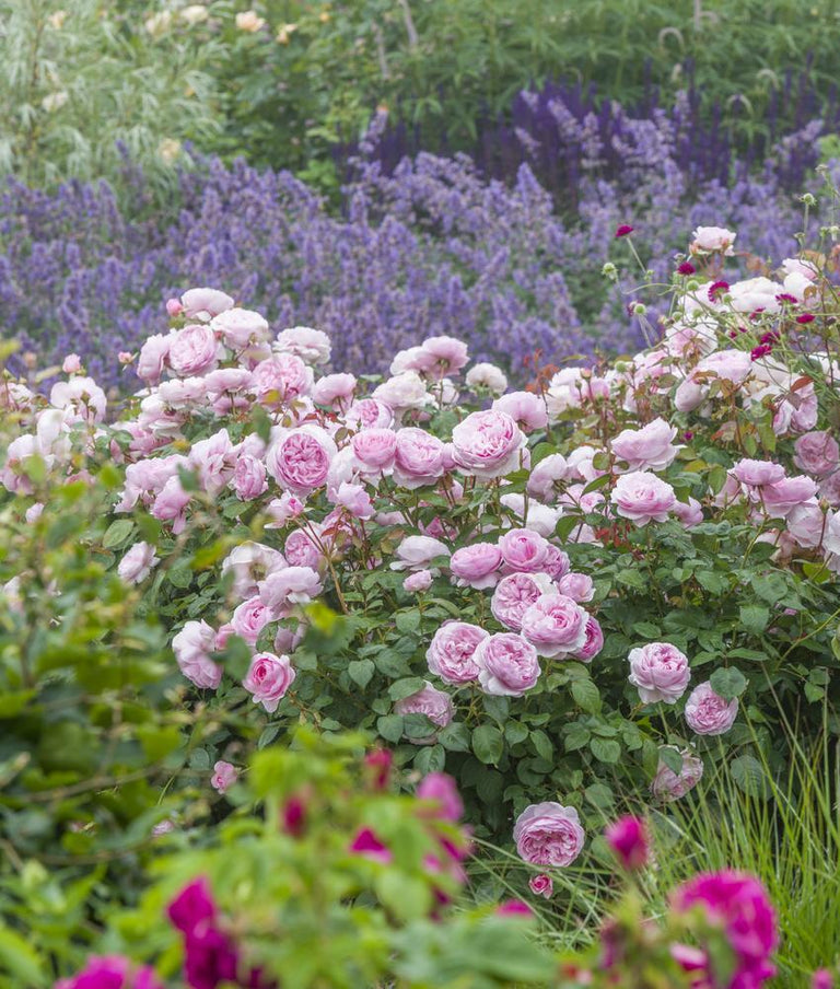 How to use Olivia Rose Austin® (Ausmixture) in different garden styles