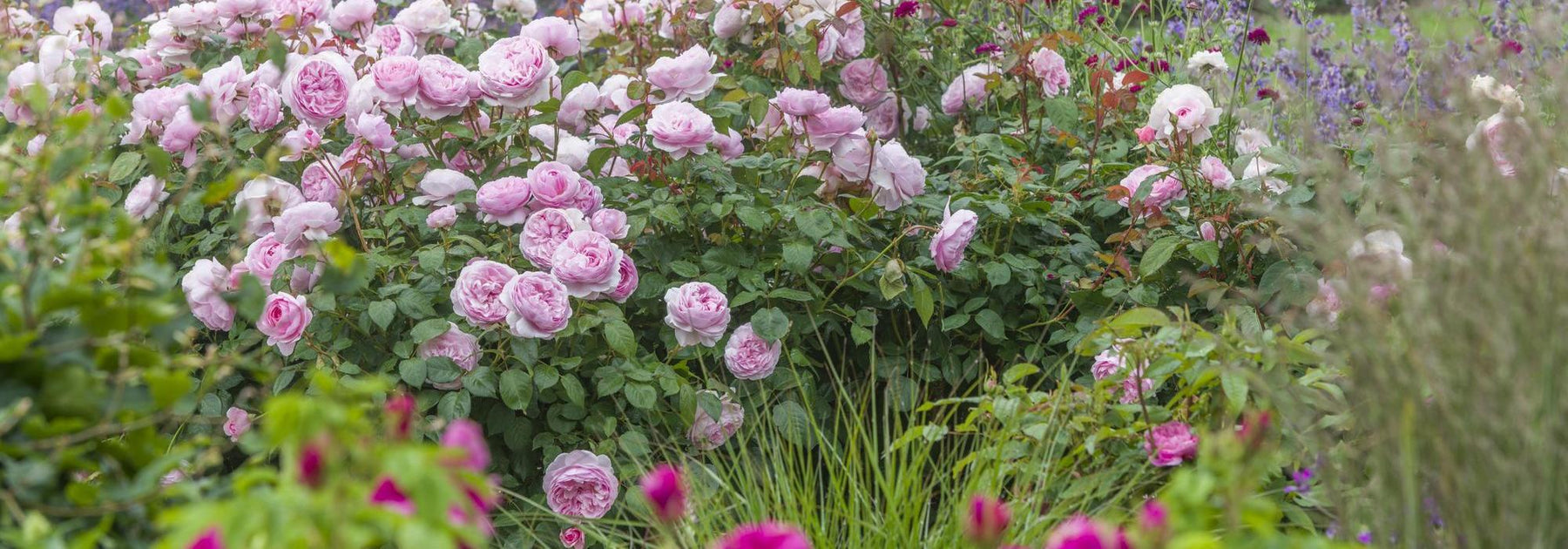 David Austin Roses - Bare root roses, Container roses, English Roses