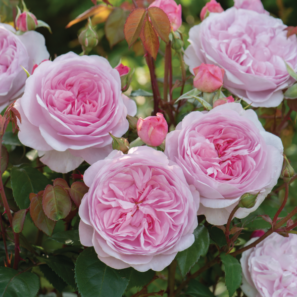 New Rose Varieties - David Austin Roses