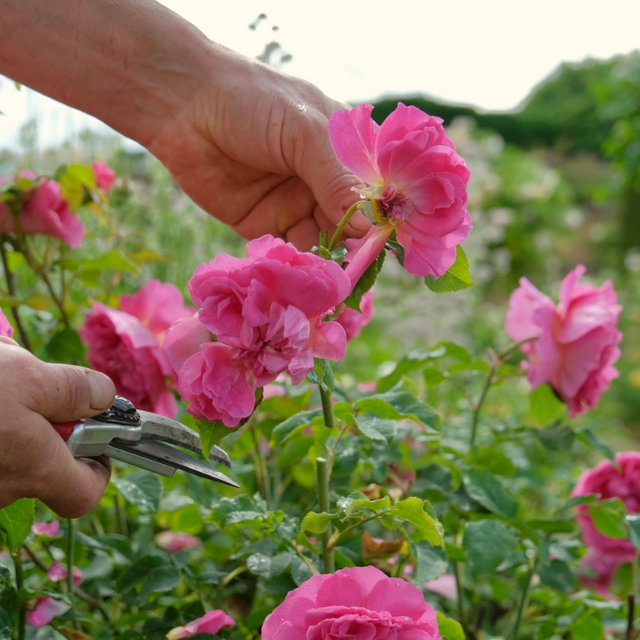 Bare Root Roses - David Austin roses