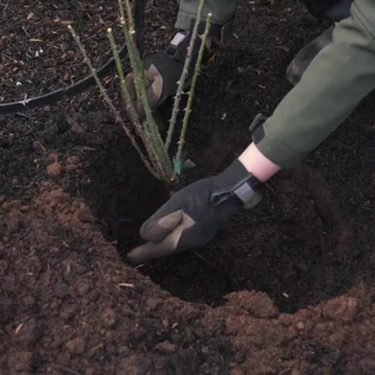 David Austin Roses - Bare root roses, Container roses, English Roses