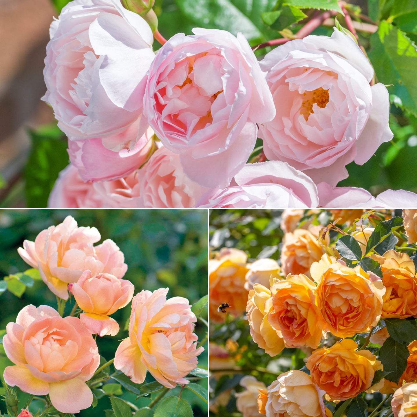 David Austin Roses - Bare root roses, Container roses, English Roses