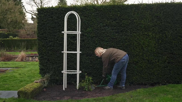 Step-by-Step: How To Plant Your Potted Climbing Rose