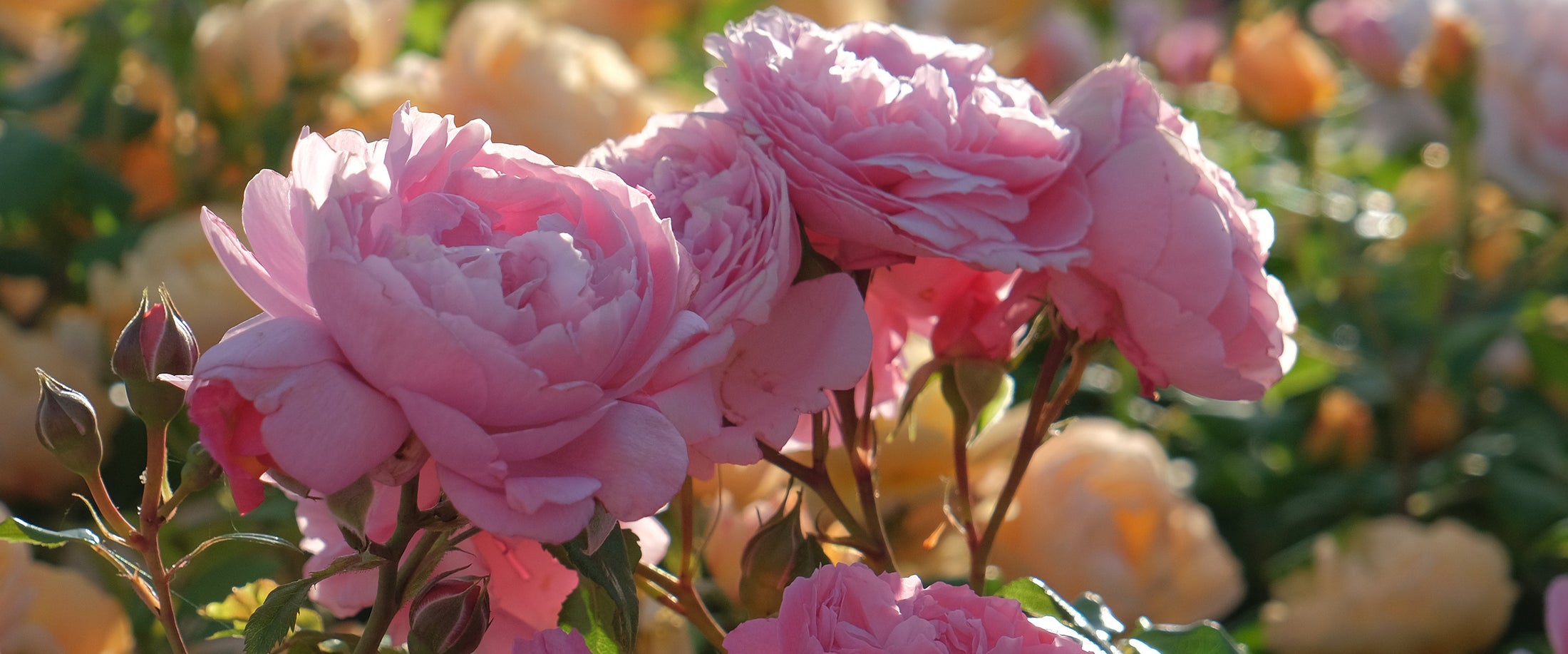 David Austin Roses - Bare root roses, Container roses, English Roses