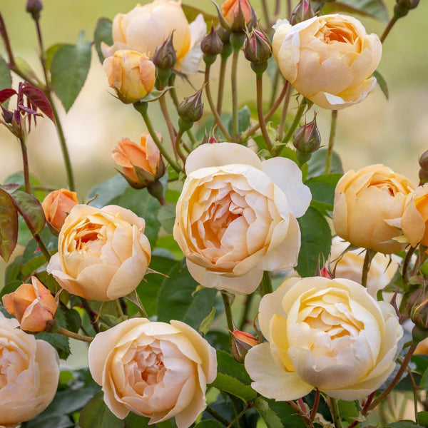 The Anatomy of a Bare Root Rose | David Austin