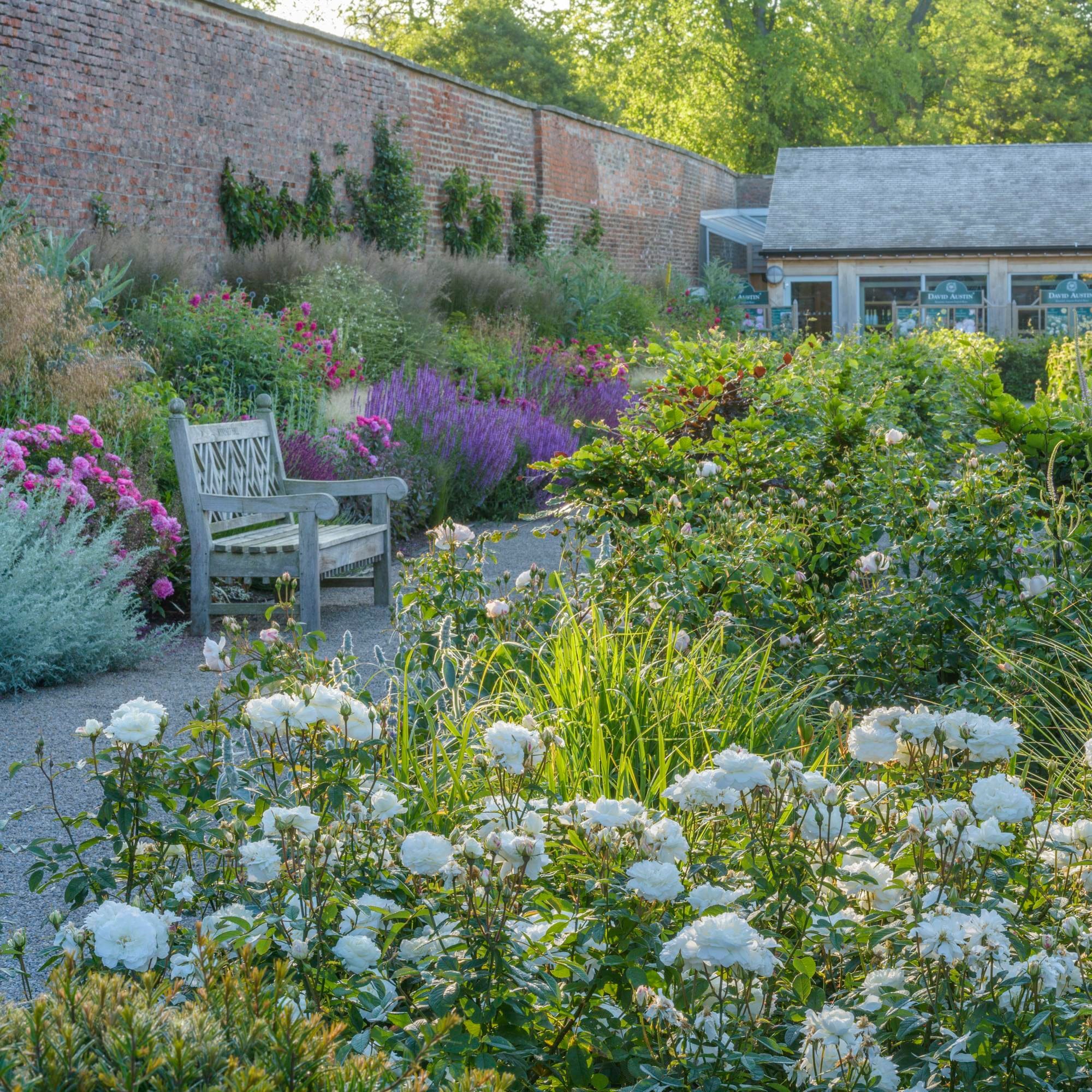 Susan Williams-Ellis | English Shrub Rose | David Austin Roses