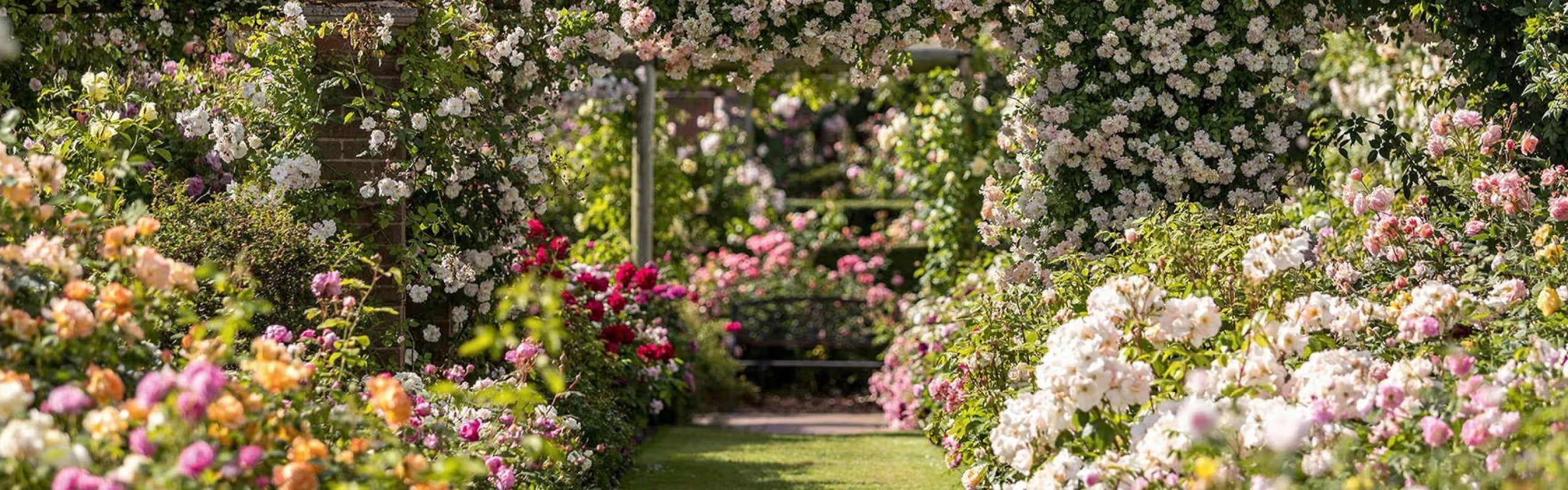 Rose Gardens | David Austin