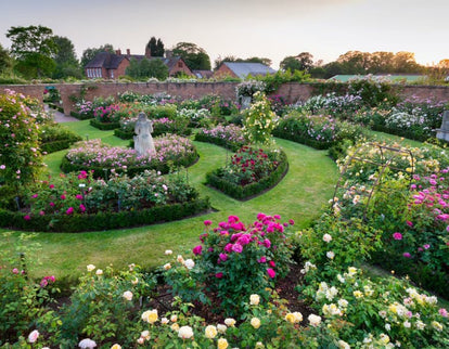 Rose Gardens | David Austin