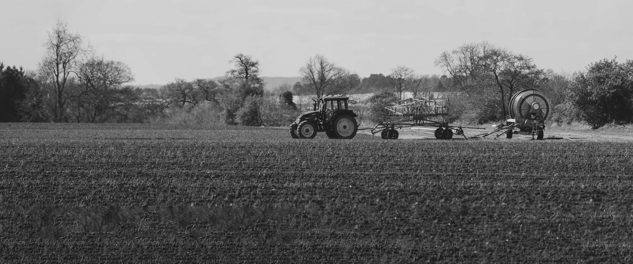 Alchymist | Climbing Rose | David Austin Roses