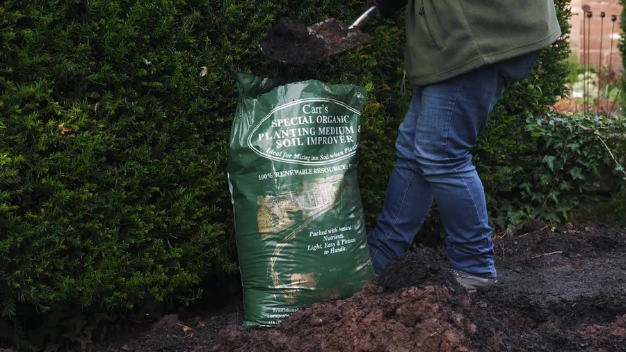 Step-by-Step: How To Plant Your Potted Climbing Rose