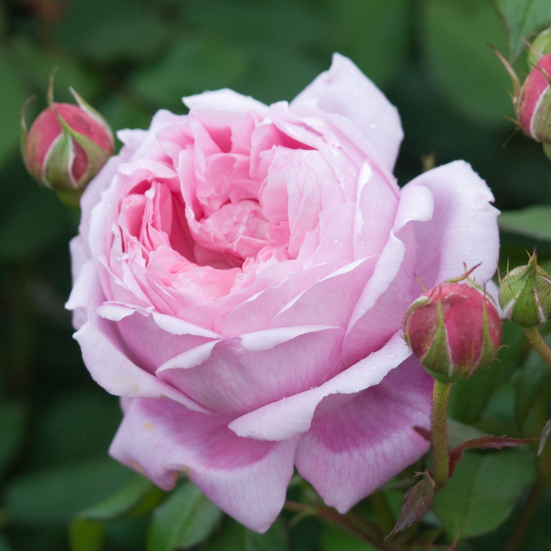 Alan Titchmarsh | English Shrub Rose | David Austin Roses