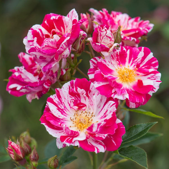 Stars ‘n’ Stripes | Miniature Rose | David Austin Roses