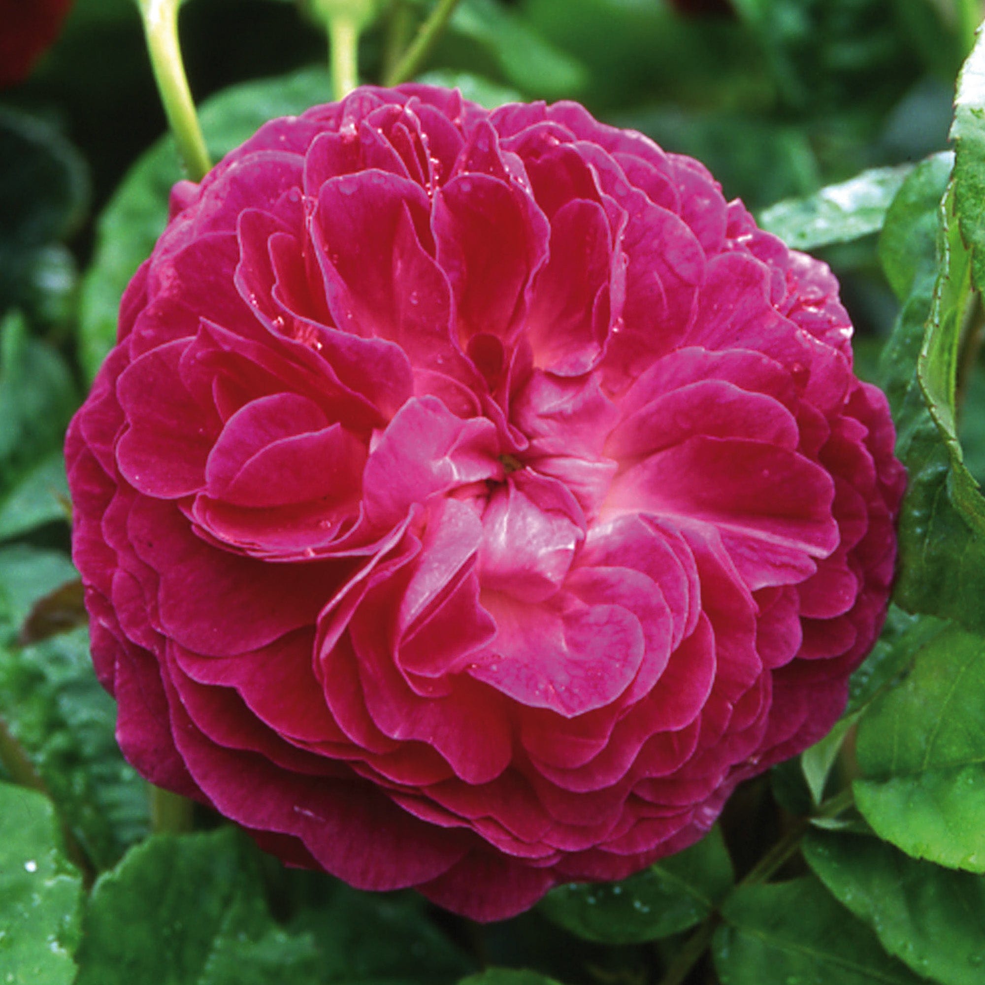Hippolyte | Old Rose | David Austin Roses