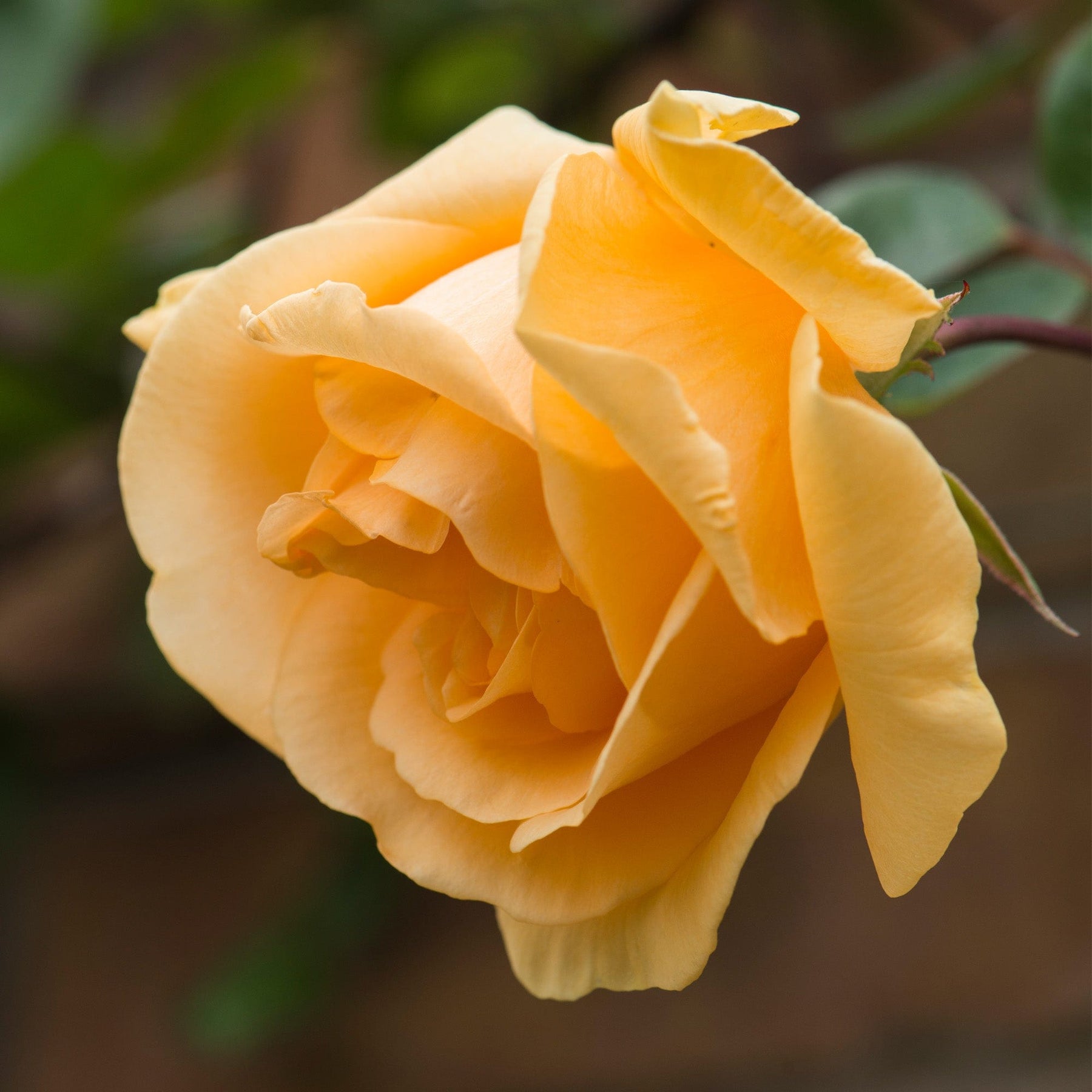 Lady Hillingdon | Climbing Rose | David Austin Roses