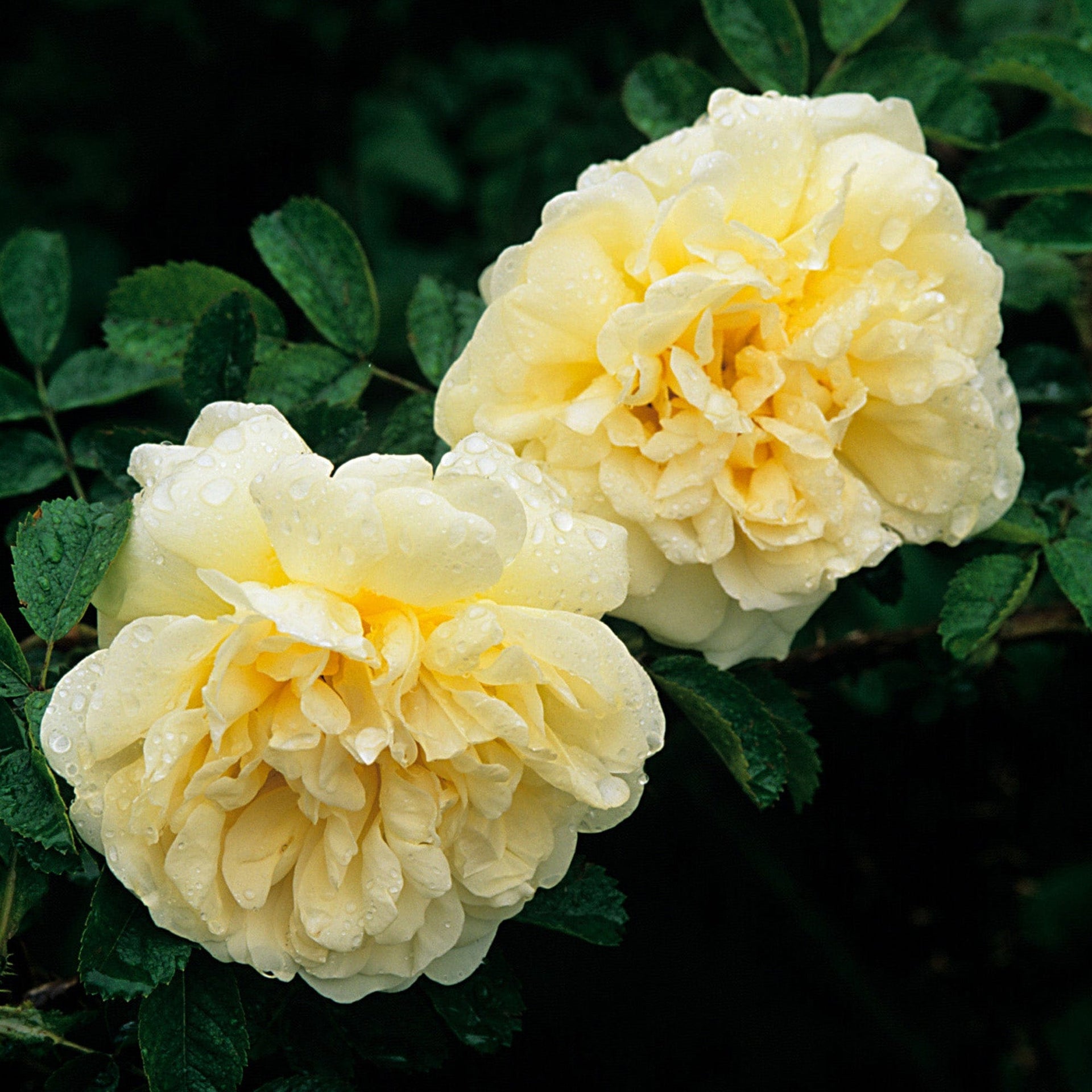 Agnes | Rugosa Rose | David Austin Roses