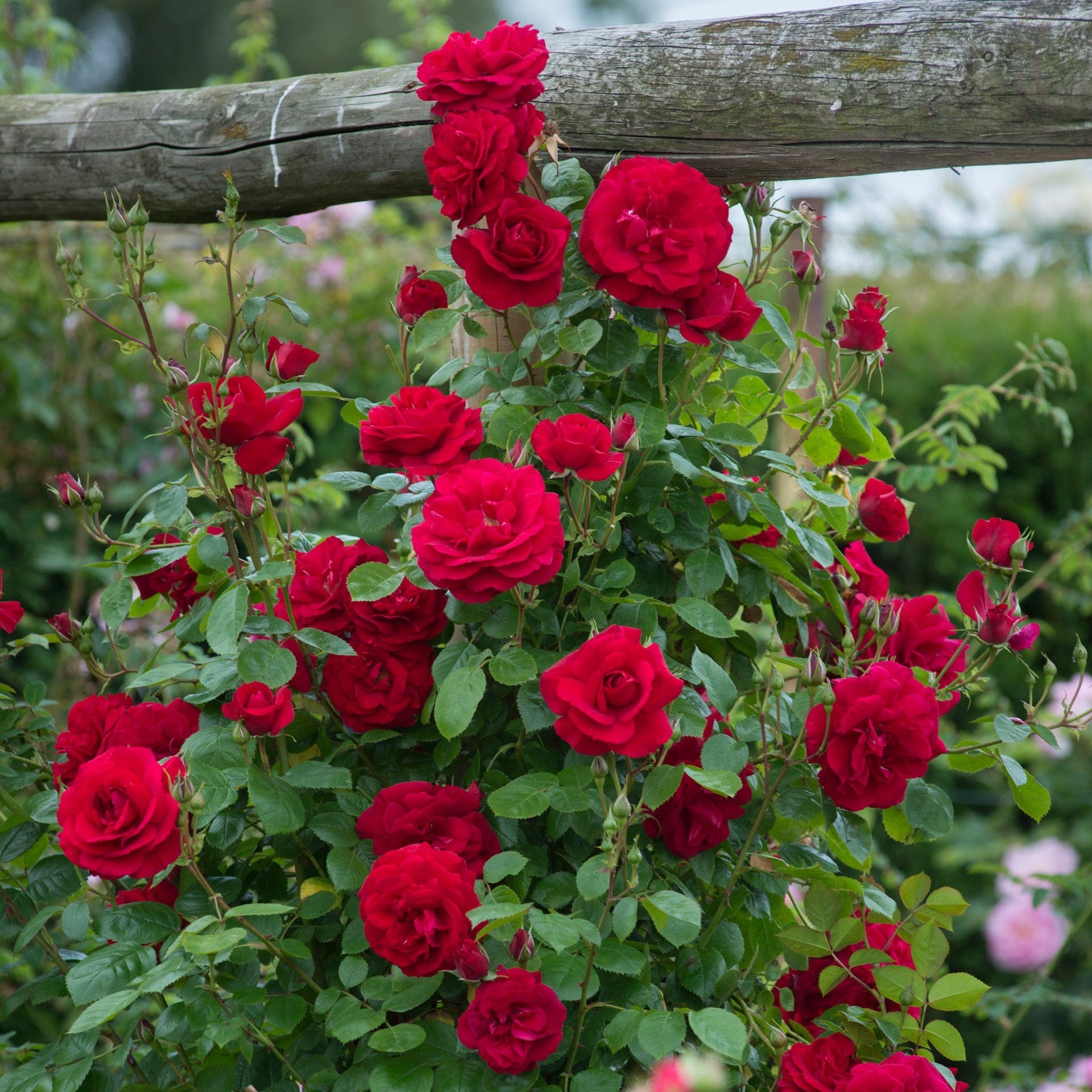 Prince’s Trust | Climbing Rose | David Austin Roses
